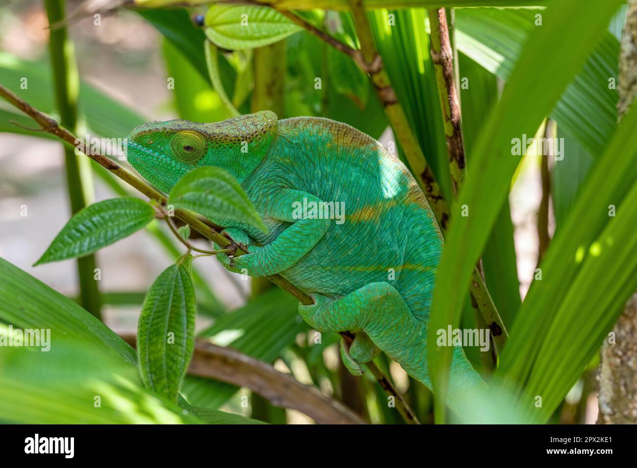 Parson's chameleon (Calumma parsonii) is a large endemic species of ...