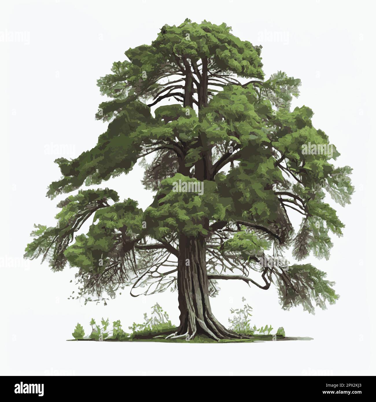 Realistic green tallest tree in the world sequoia on a white background ...