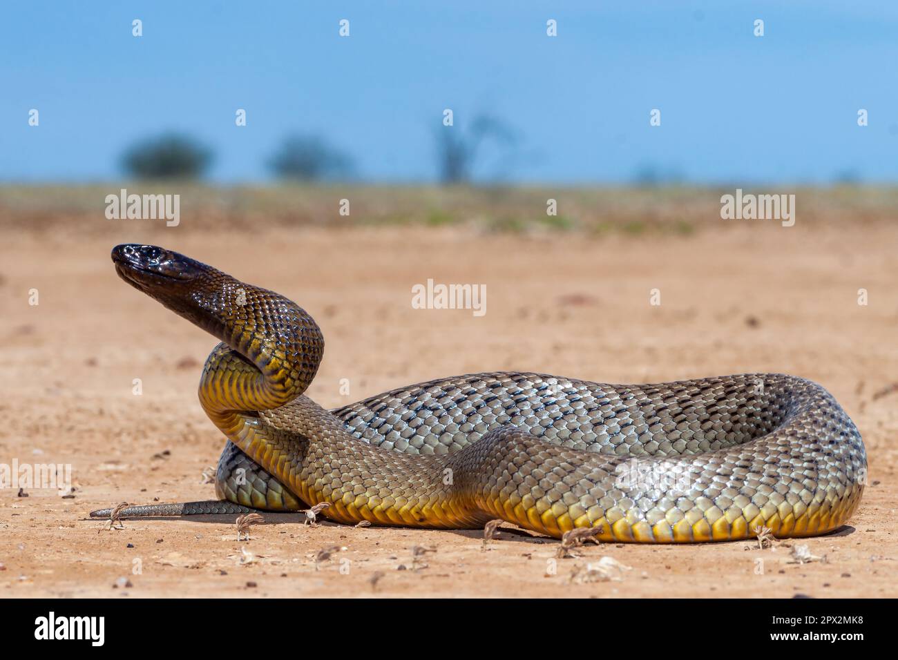 Australian Highly venomous Inland Taipan Stock Photo - Alamy