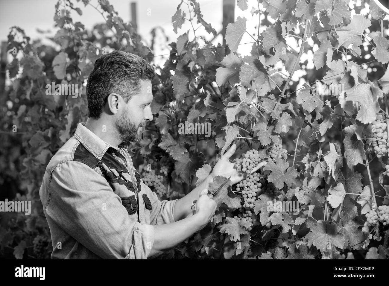 enologist with garden scissors. farmer cut grapevine. vinedresser ...