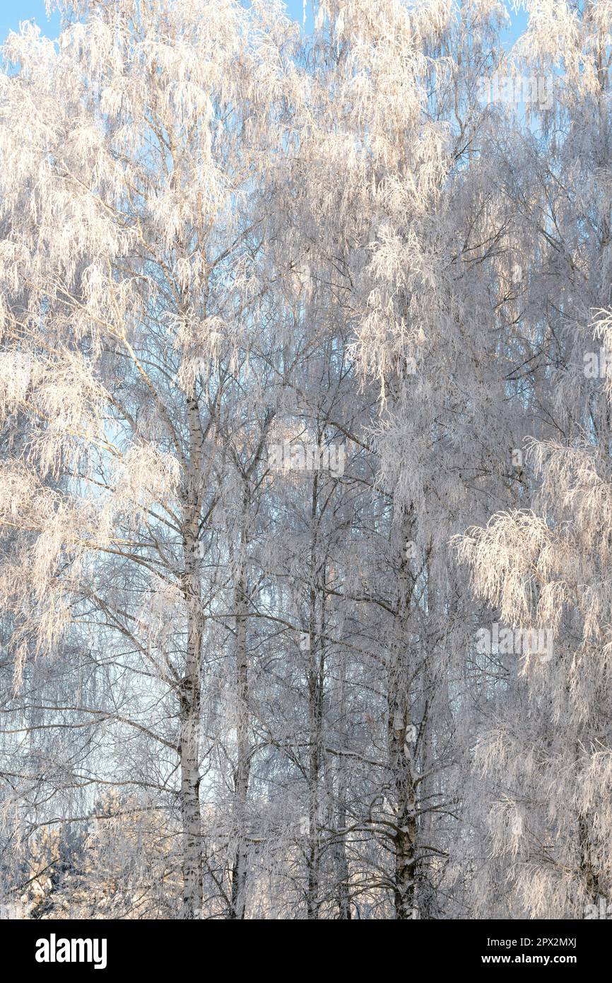 Snow and frost covered birch trees (Betula pendula) in cold winter ...