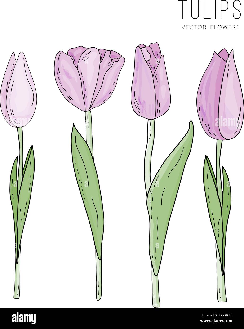 Hand drawn vector isolated set of pink tulips with leaves in doodle ...