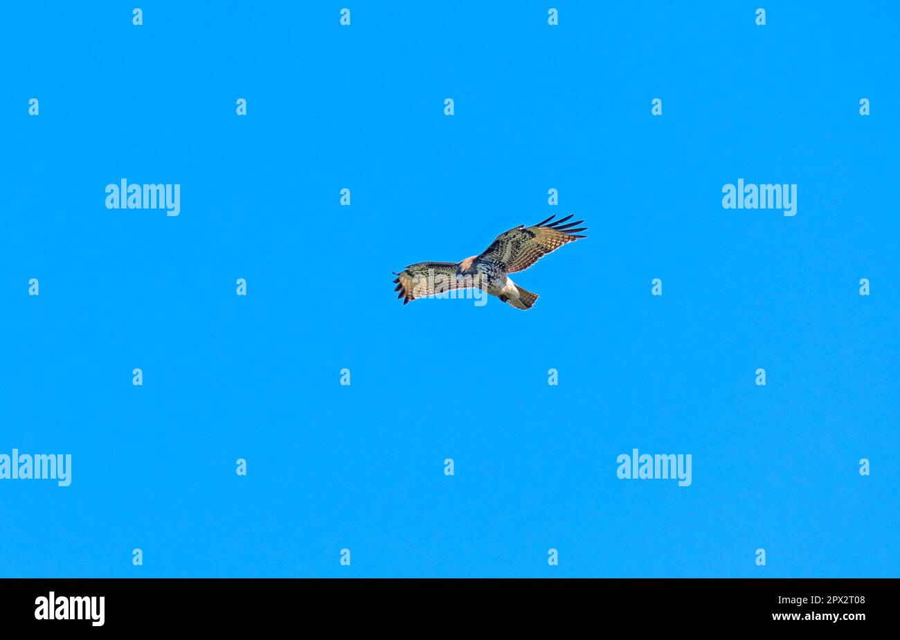 A Rough Legged Hawk Hovering in the Wind at Point Reyes National ...