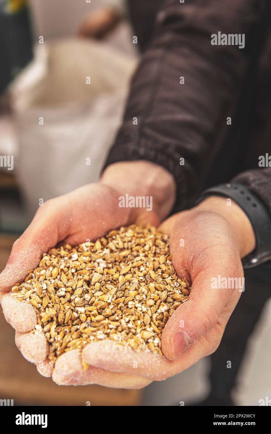 Male hands holding grain of barley. Malt in process for craft beer ...