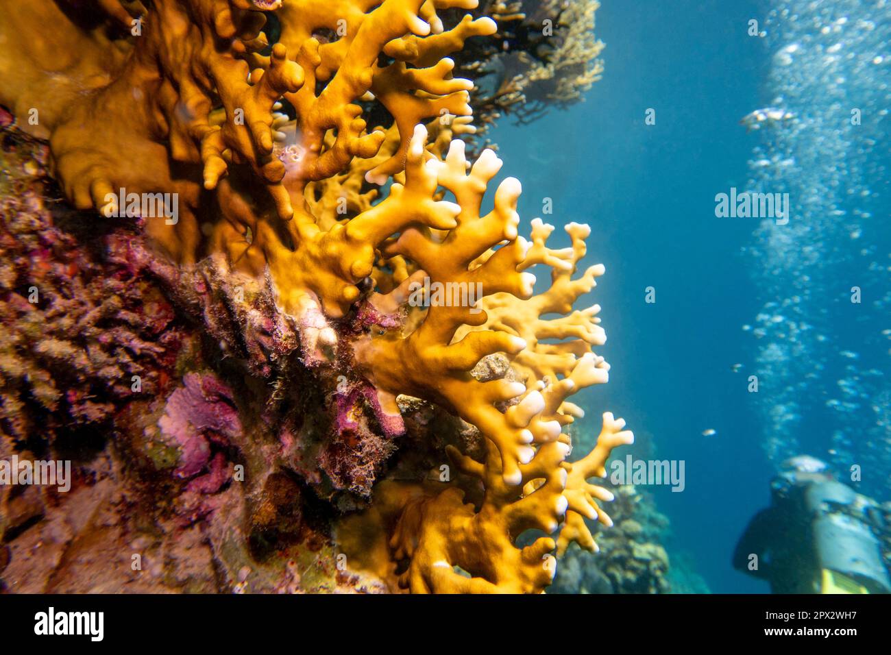 Colorful, picturesque coral reef in tropical sea, great yellow fire ...