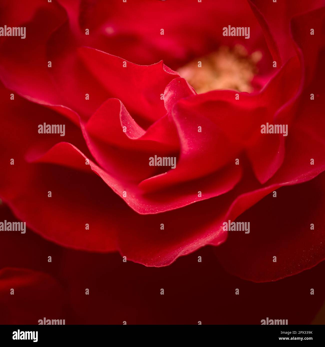 Deep, vibrant red rose. Extreme macro, full frame close up Stock Photo - Alamy