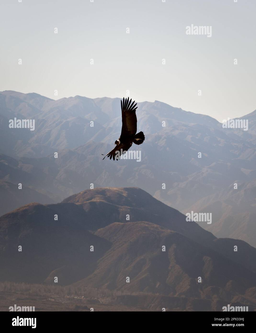 Andean condor (Vultur gryphus) soaring over the Andes montains near ...