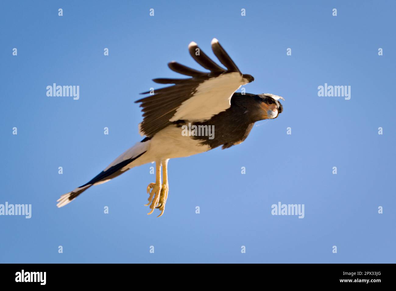 Mountain caracara (Phalcoboenus megalopterus) in flight, spotted near ...