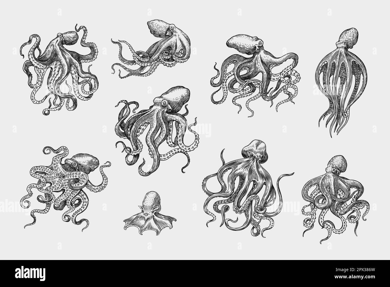 Sea octopus. Engraved hand drawn in old sketch, vintage creature ...