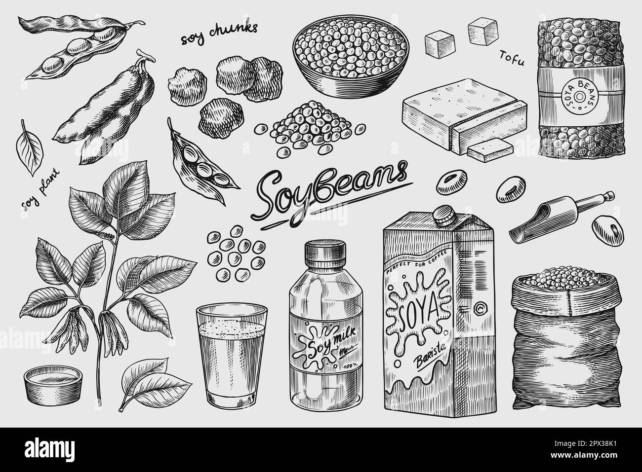 Soya beans. Milk and tofu. Soybean sketch. Pod on plant. Nuts and seeds ...