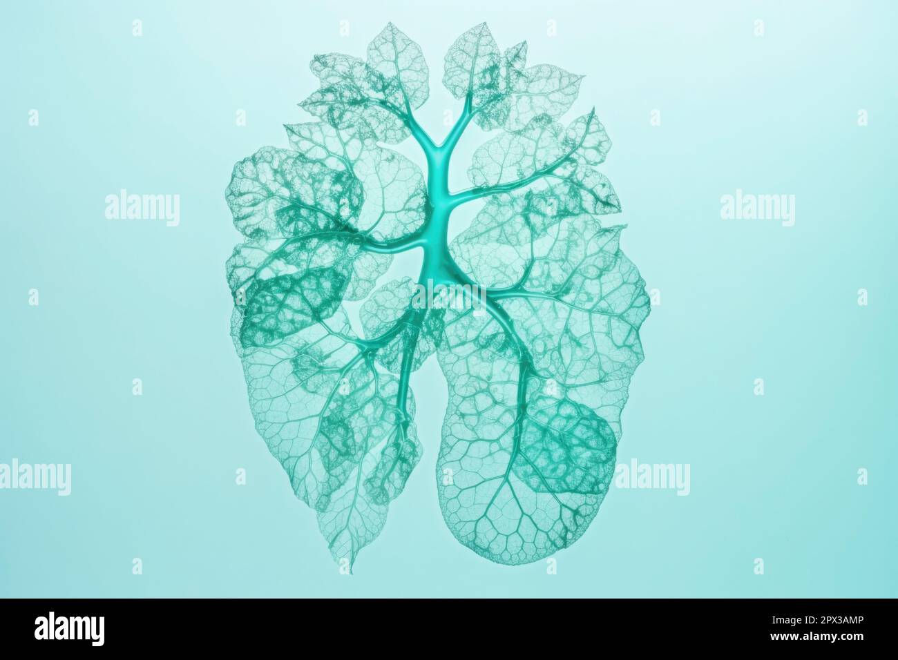 Human lungs from green leaves, blue background copy space. Healthy ...