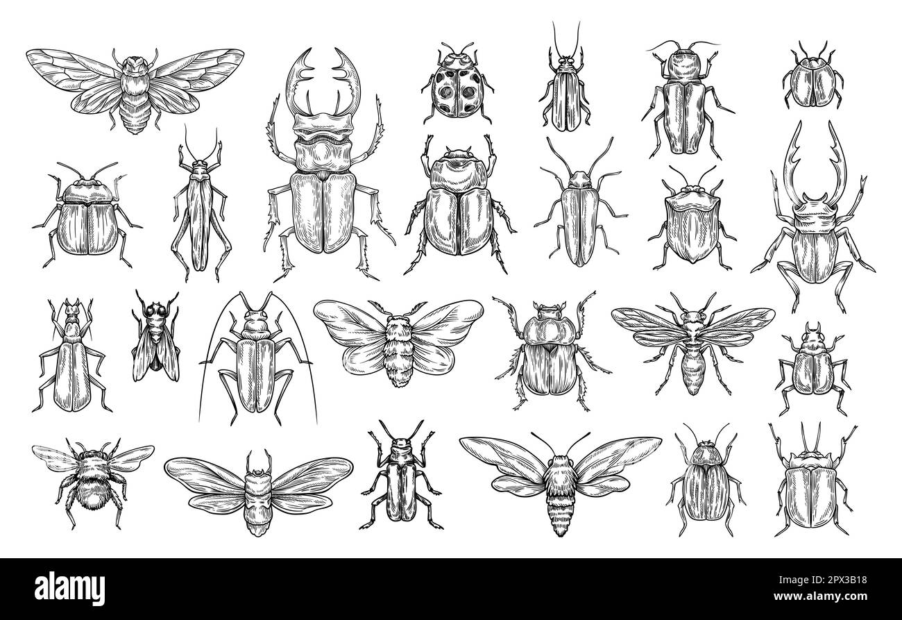 Set of line insects Stock Vector Image & Art - Alamy