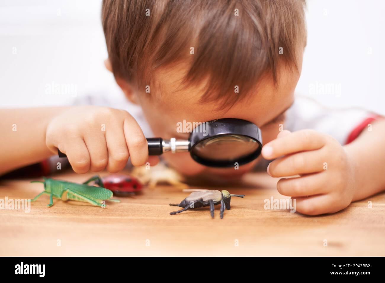 Inspecting some curious creatures. a young boy inspecting his toys with ...
