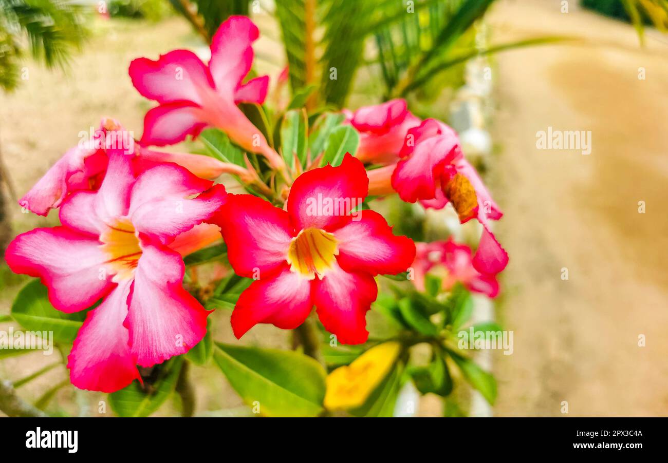 Purple pink and red flower flowers and plants plant in tropical garden ...