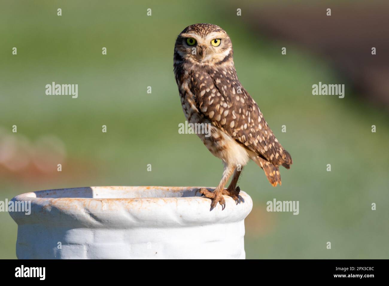 Burning Owl (Athene cunicularia or Speotyto cunicularia) in selective ...