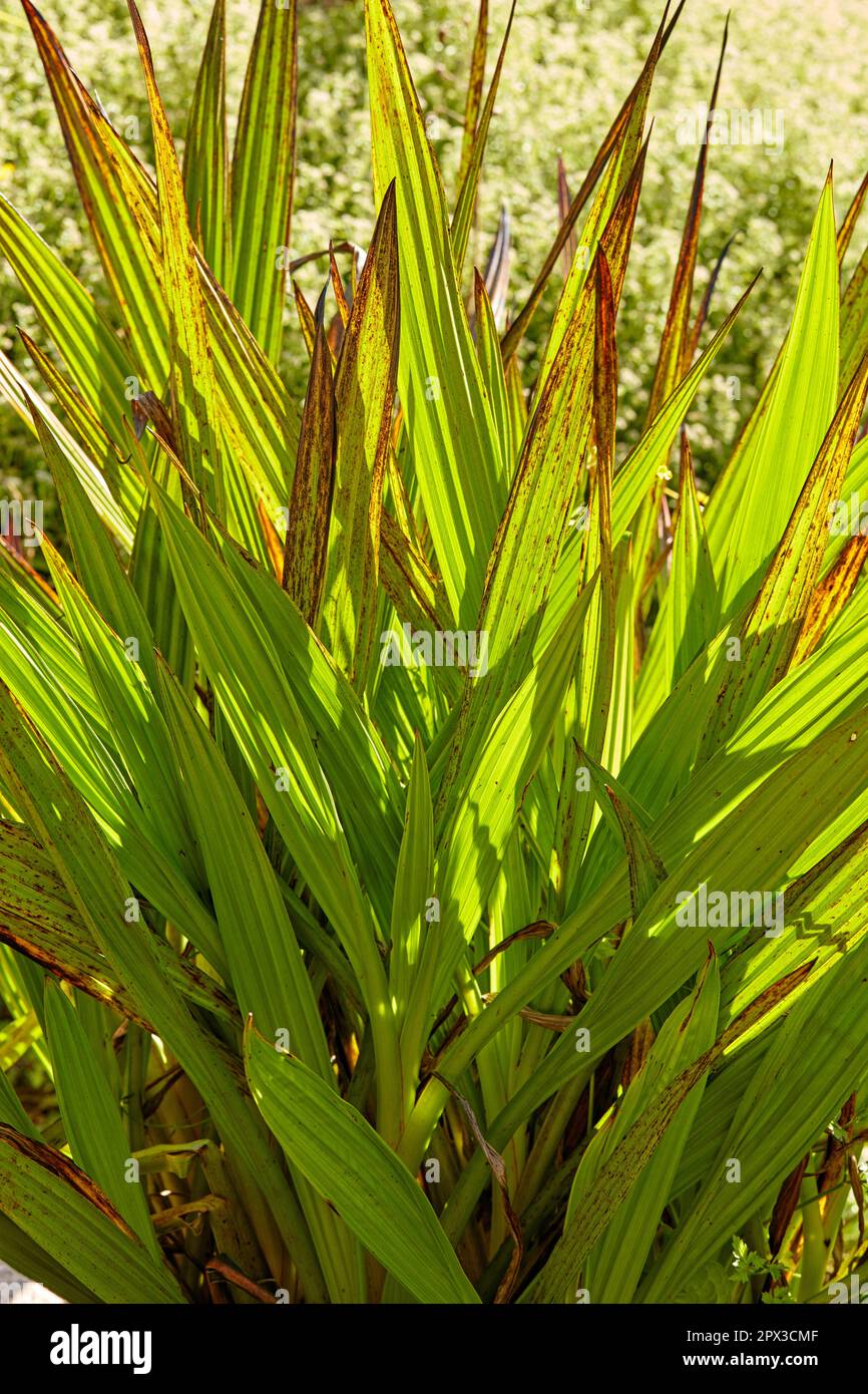 Close up of indigenous plant in Western Cape, South Africa. Bright bush ...