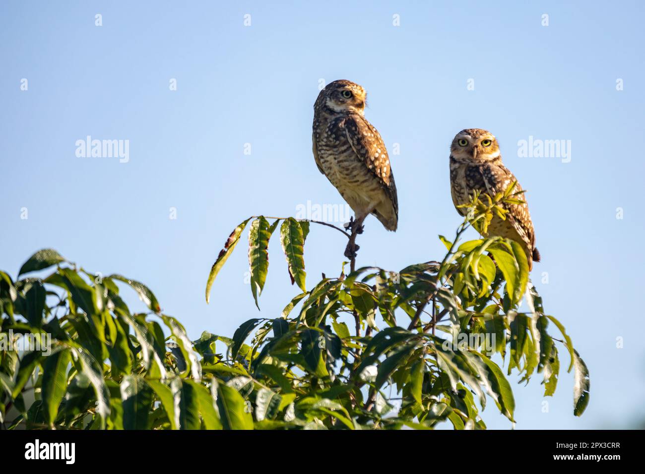 Burning Owl (Athene cunicularia or Speotyto cunicularia) in selective ...