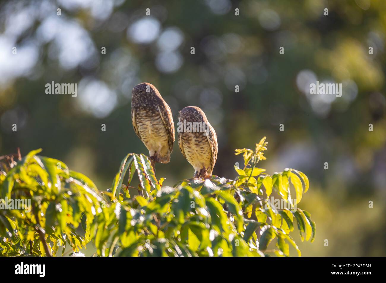 Burning Owl (Athene cunicularia or Speotyto cunicularia) in selective ...