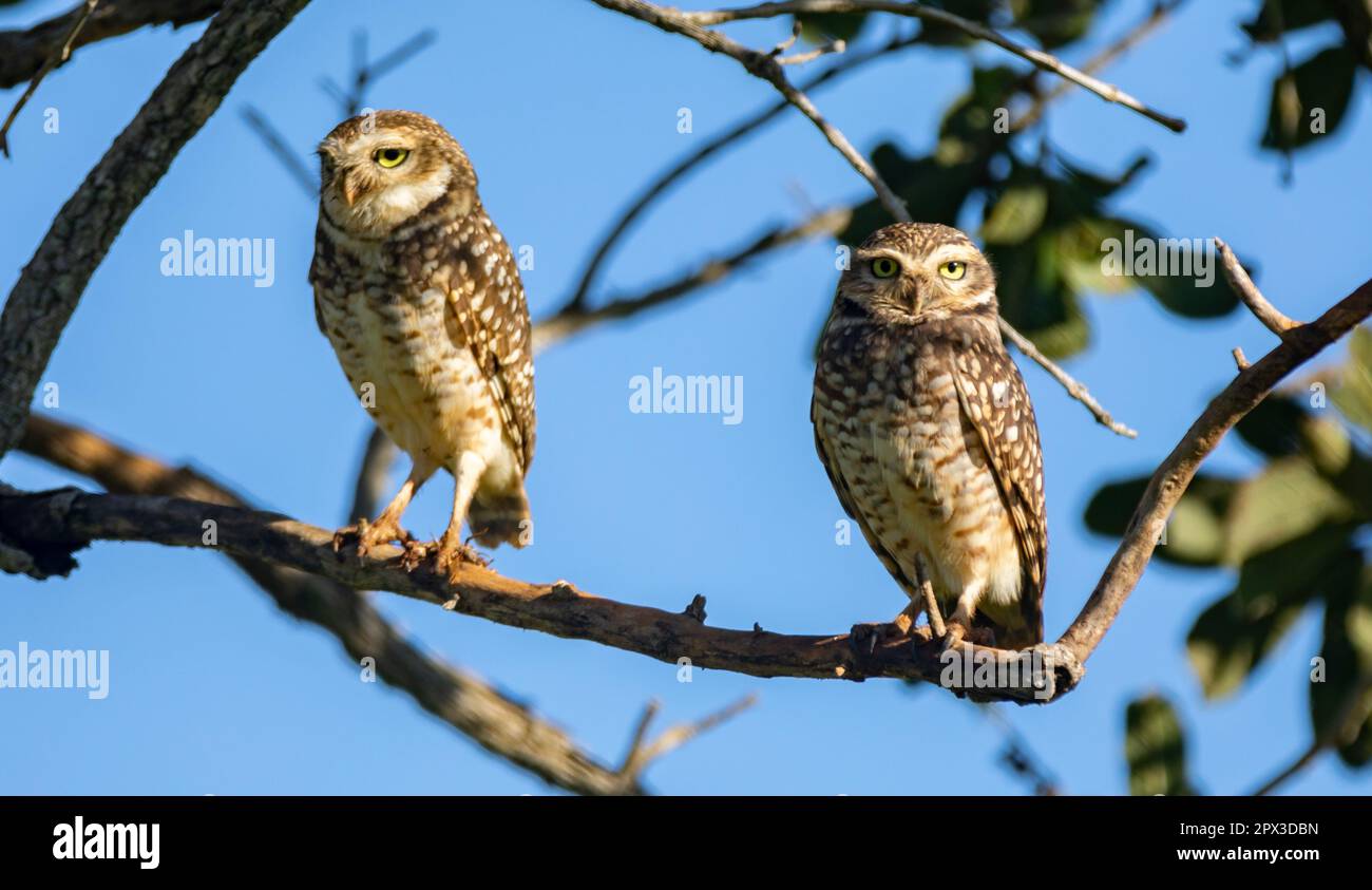 Burning Owl (Athene cunicularia or Speotyto cunicularia) in selective ...