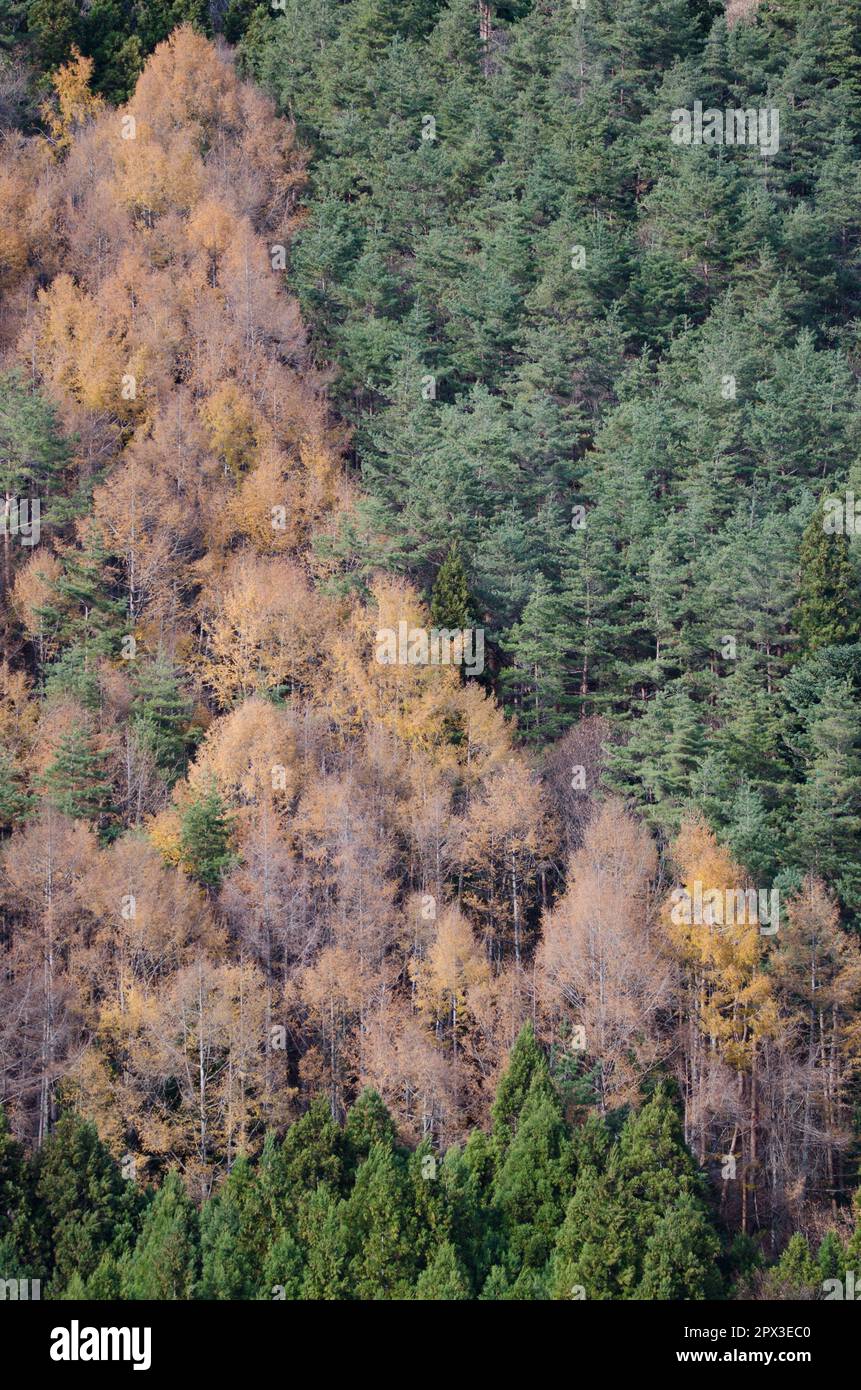 Mixed forest in autumn. Saiko. Fujikawaguchiko. Yamanashi Prefecture ...