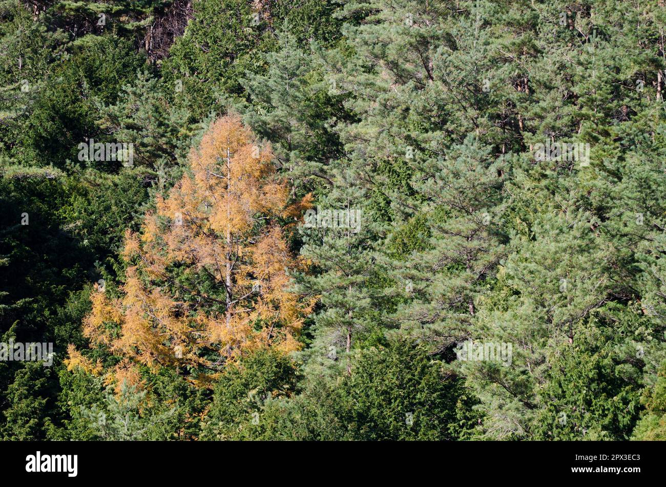 Mixed forest in autumn. Saiko. Fujikawaguchiko. Yamanashi Prefecture ...