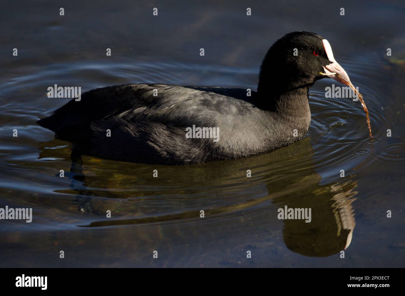 Eurasian coot Fulica atra eating aquatic plants. Lake Yamanako ...