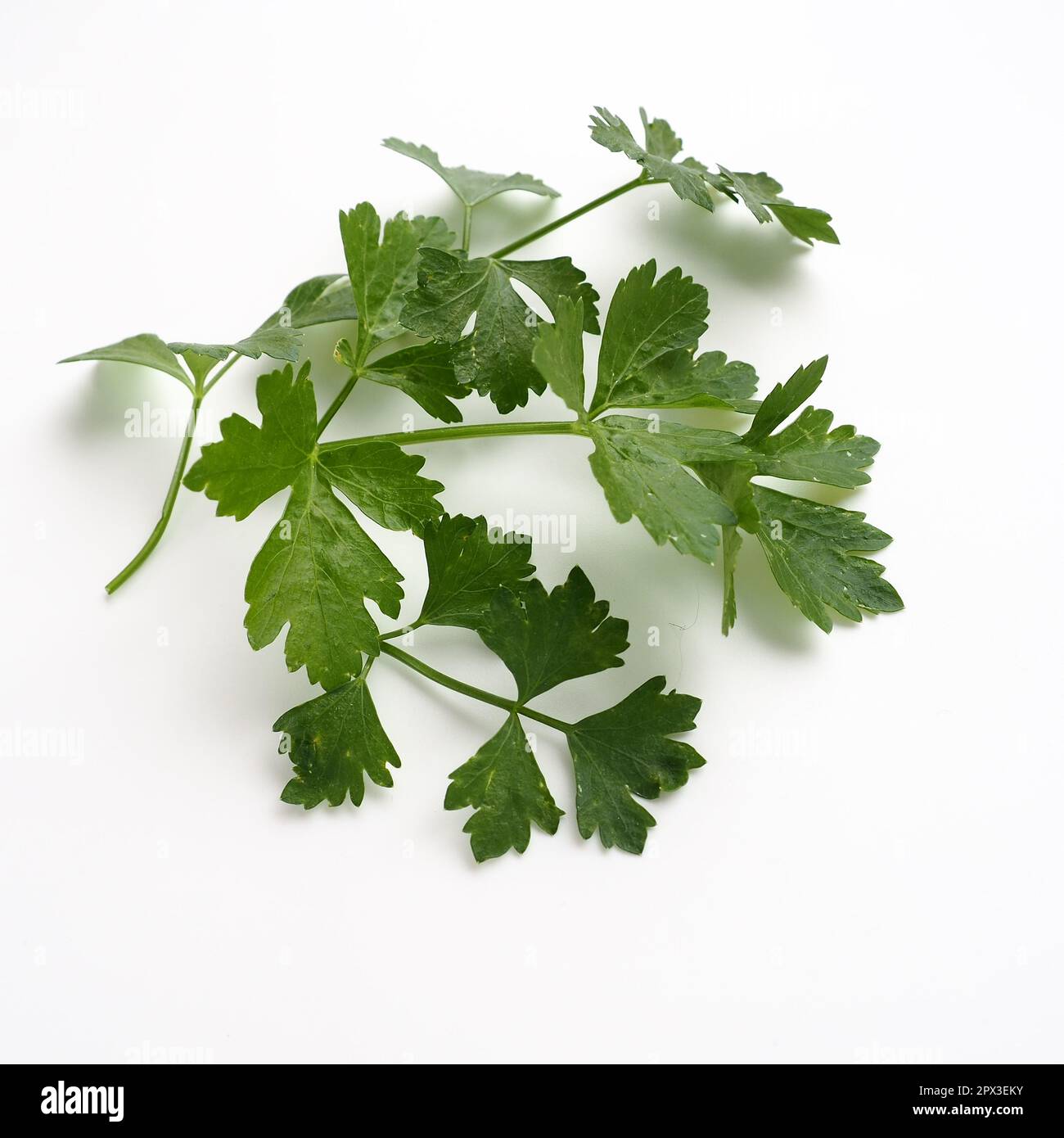 Petroselinum crispum, one- to two-year-old plant umbrella family ...