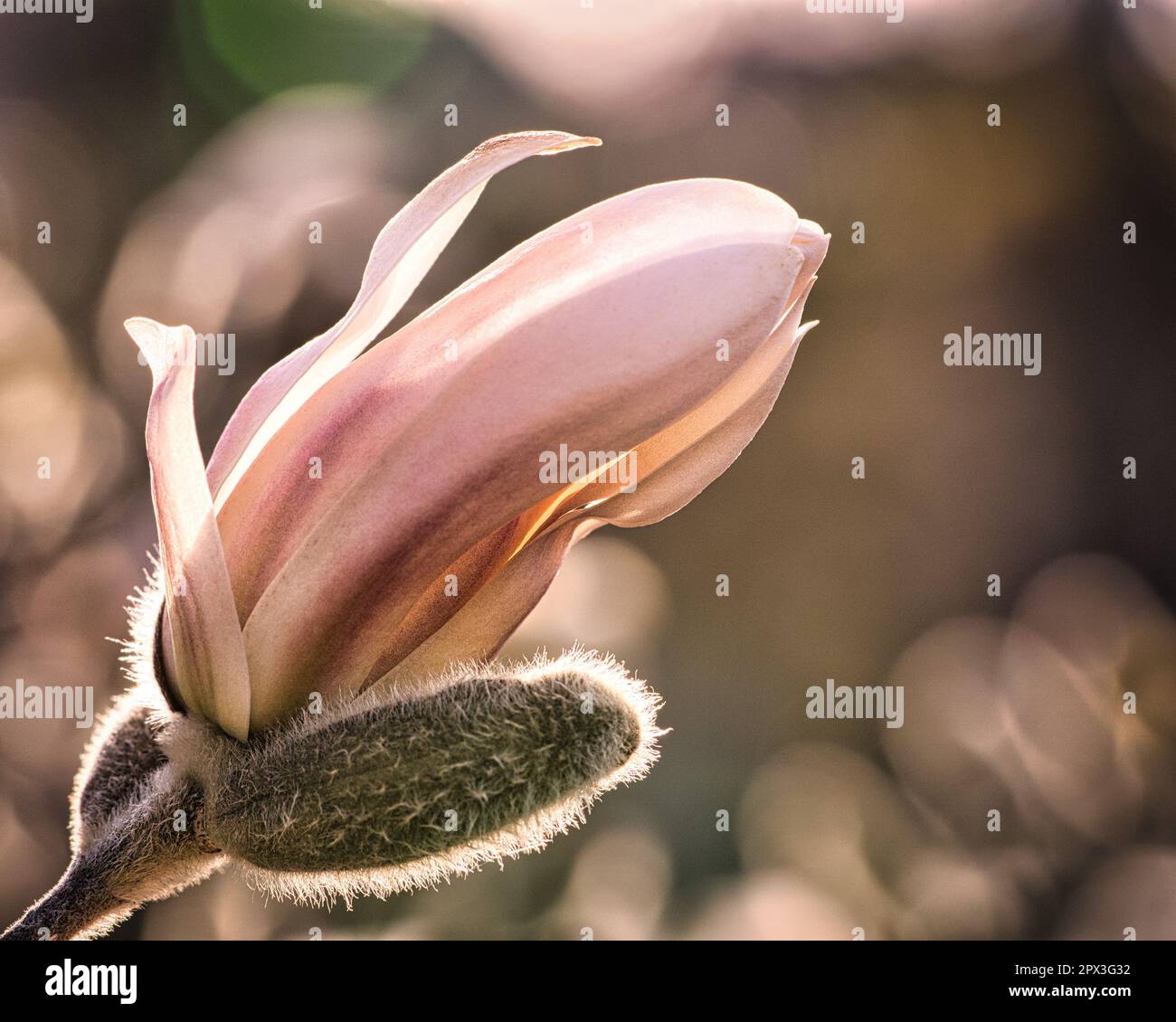 Magnolia trees are a true splendor when in bloom. An eye-catcher in the ...