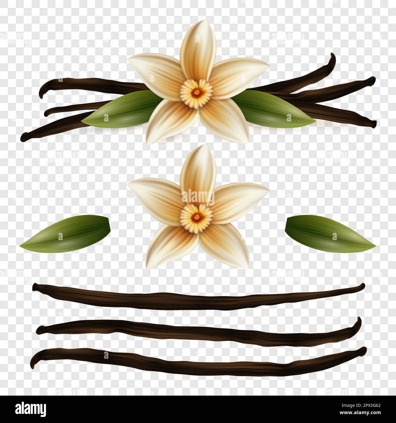 Vector 3d Realistic Sweet Scented Fresh Vanilla Flower with Dried Seed ...
