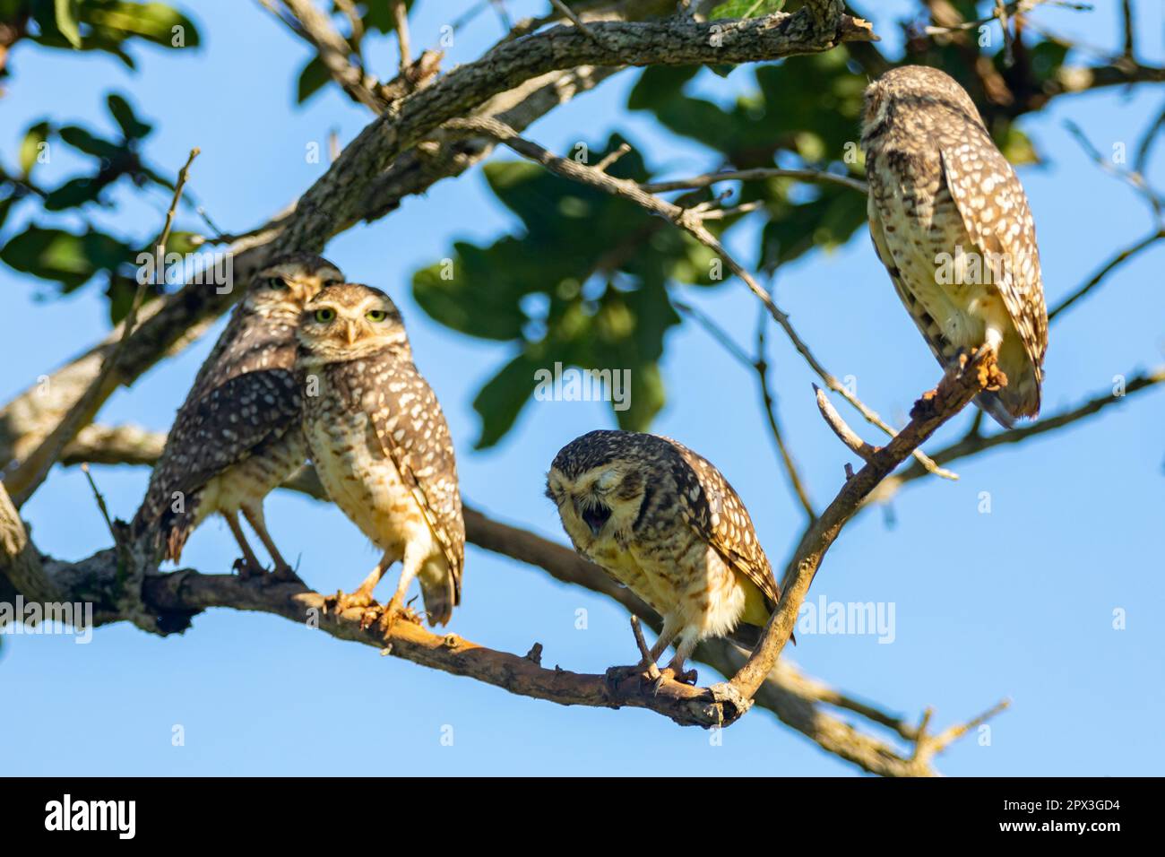 Burning Owl (Athene cunicularia or Speotyto cunicularia) in selective ...