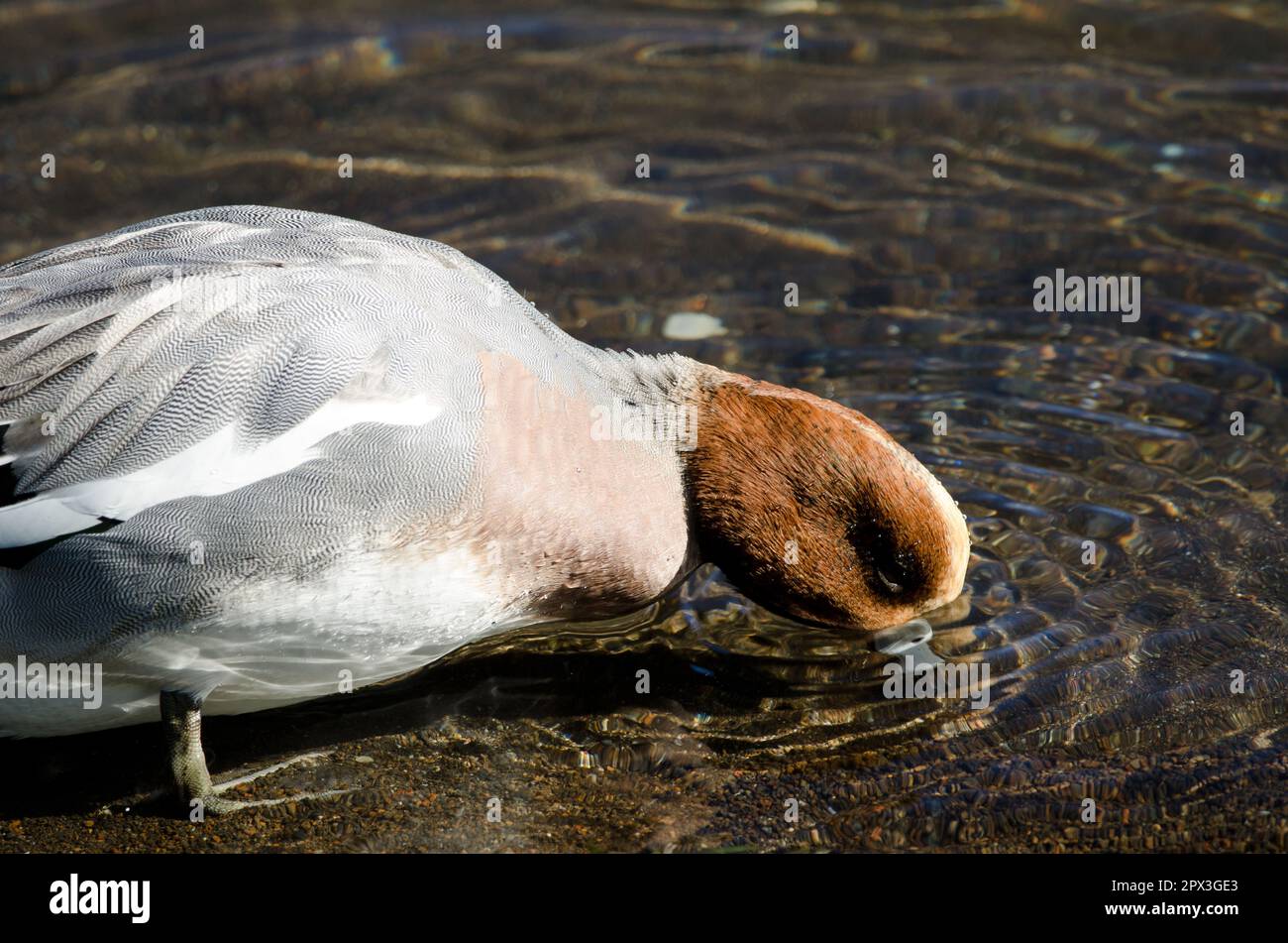 Plankton eating bird hi-res stock photography and images - Alamy