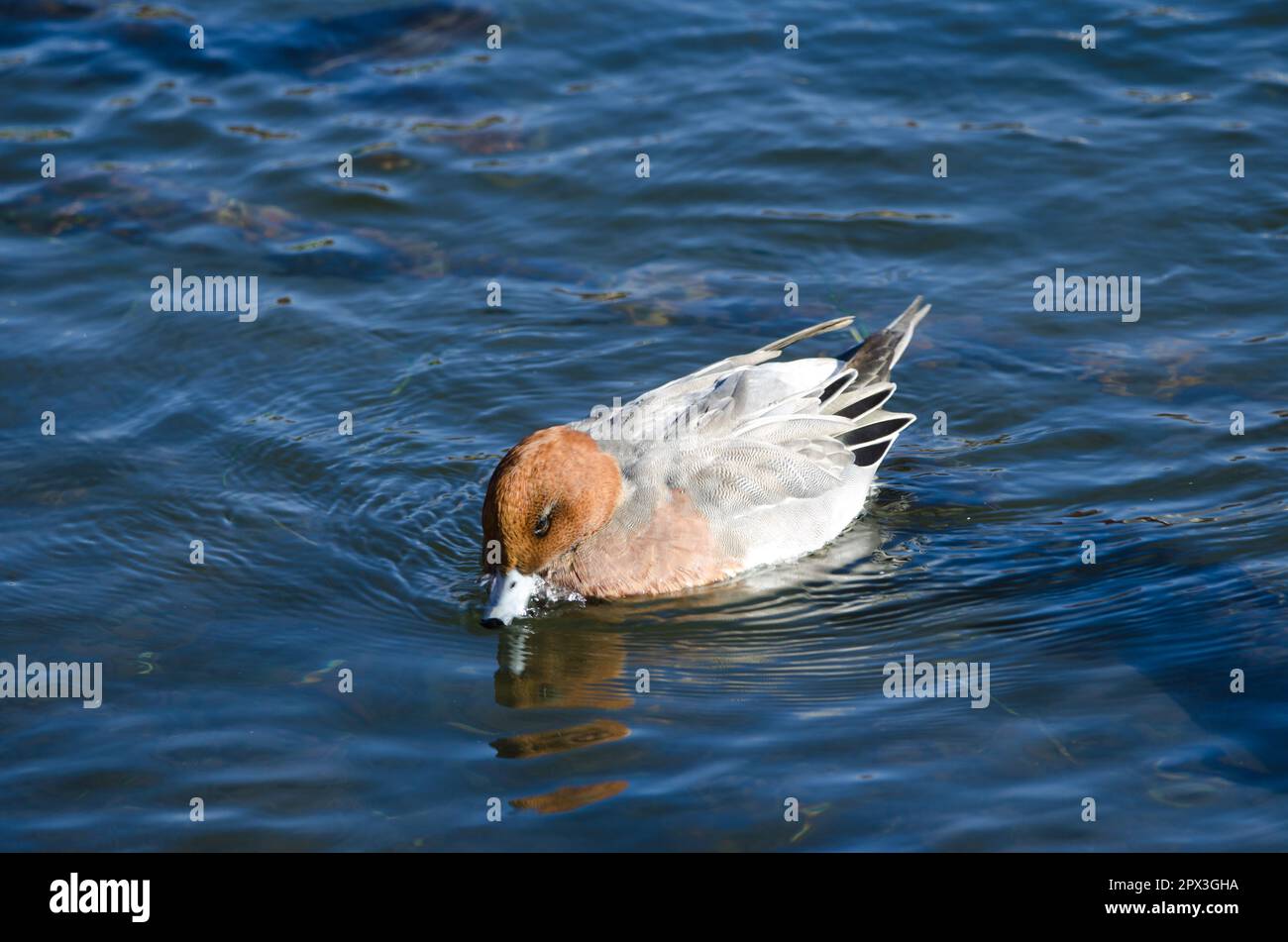 Plankton eating bird hi-res stock photography and images - Alamy
