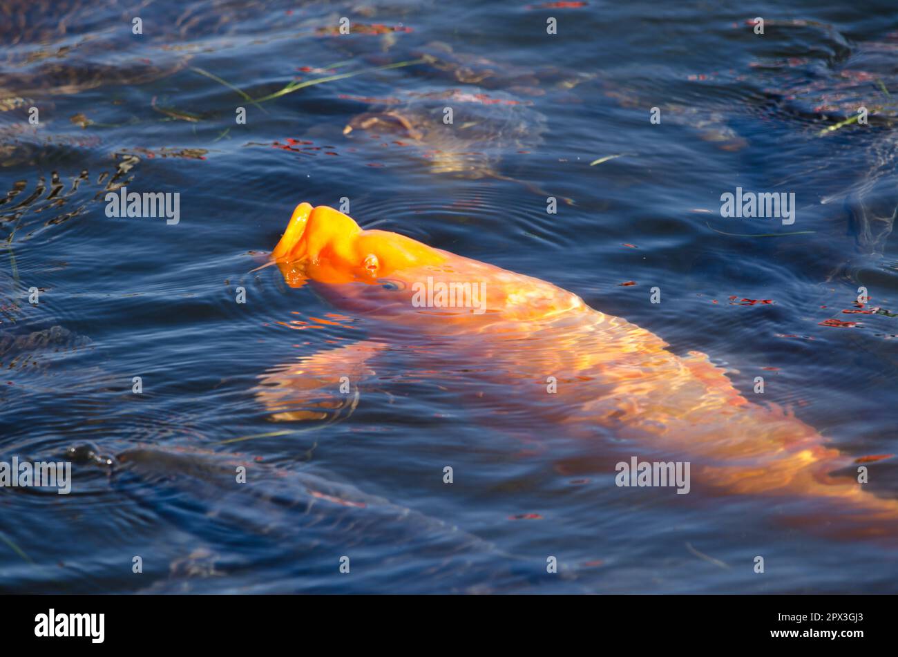 Eurasian carp Cyprinus carpio with its mouth open. Lake Yamanako ...