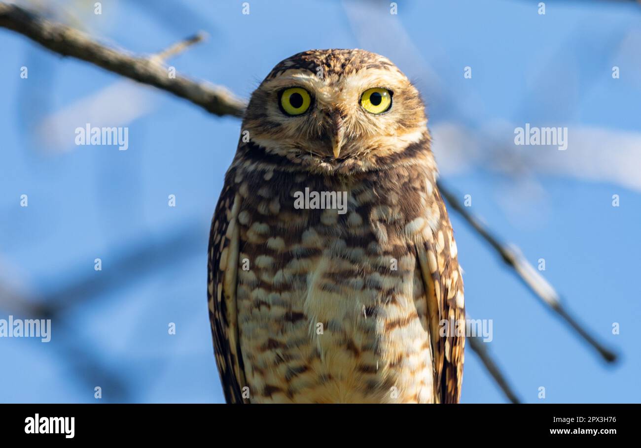 Burning Owl (Athene cunicularia or Speotyto cunicularia) in selective ...