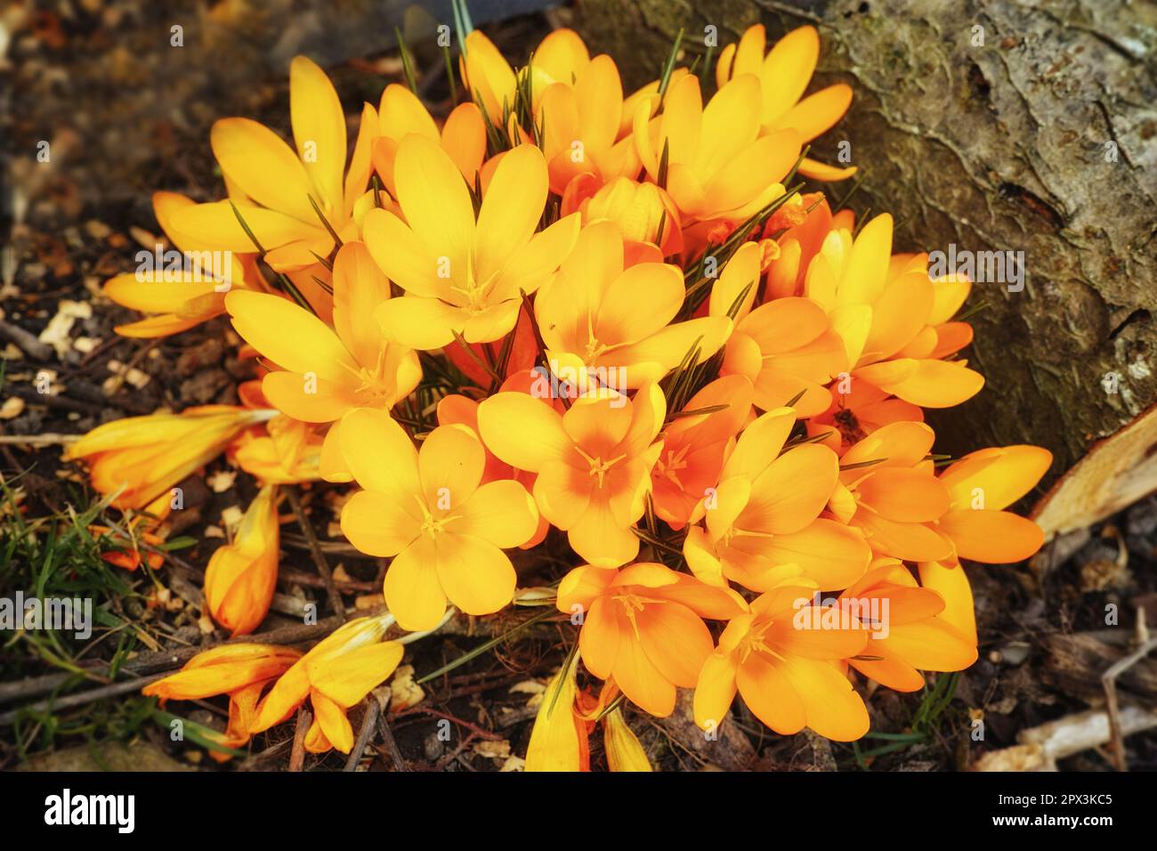 Above view of yellow crocus flowers growing in mineral rich and ...