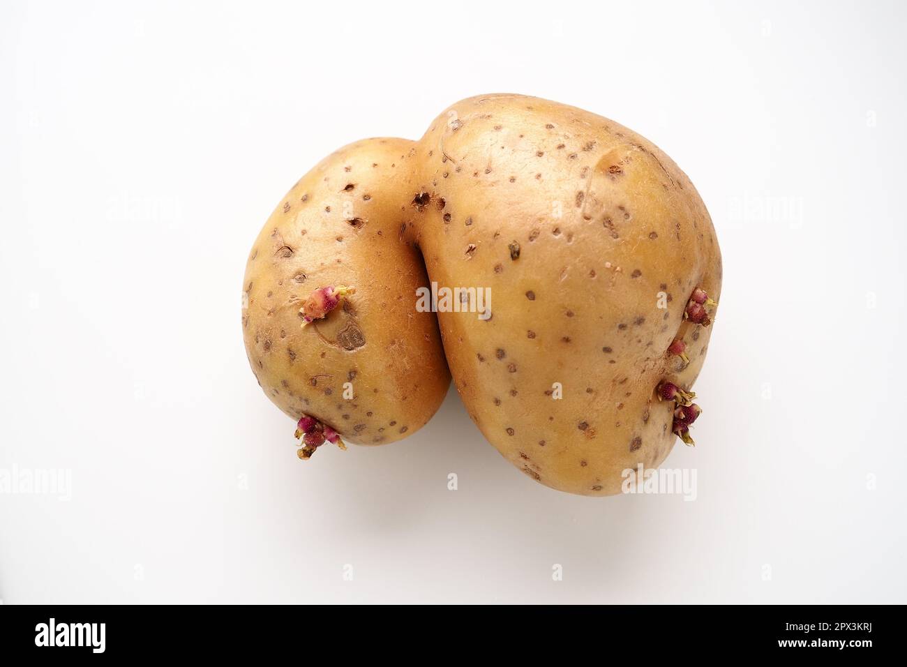 Ugly potatoes on white background. Unnormal vegetable, zero waste ...