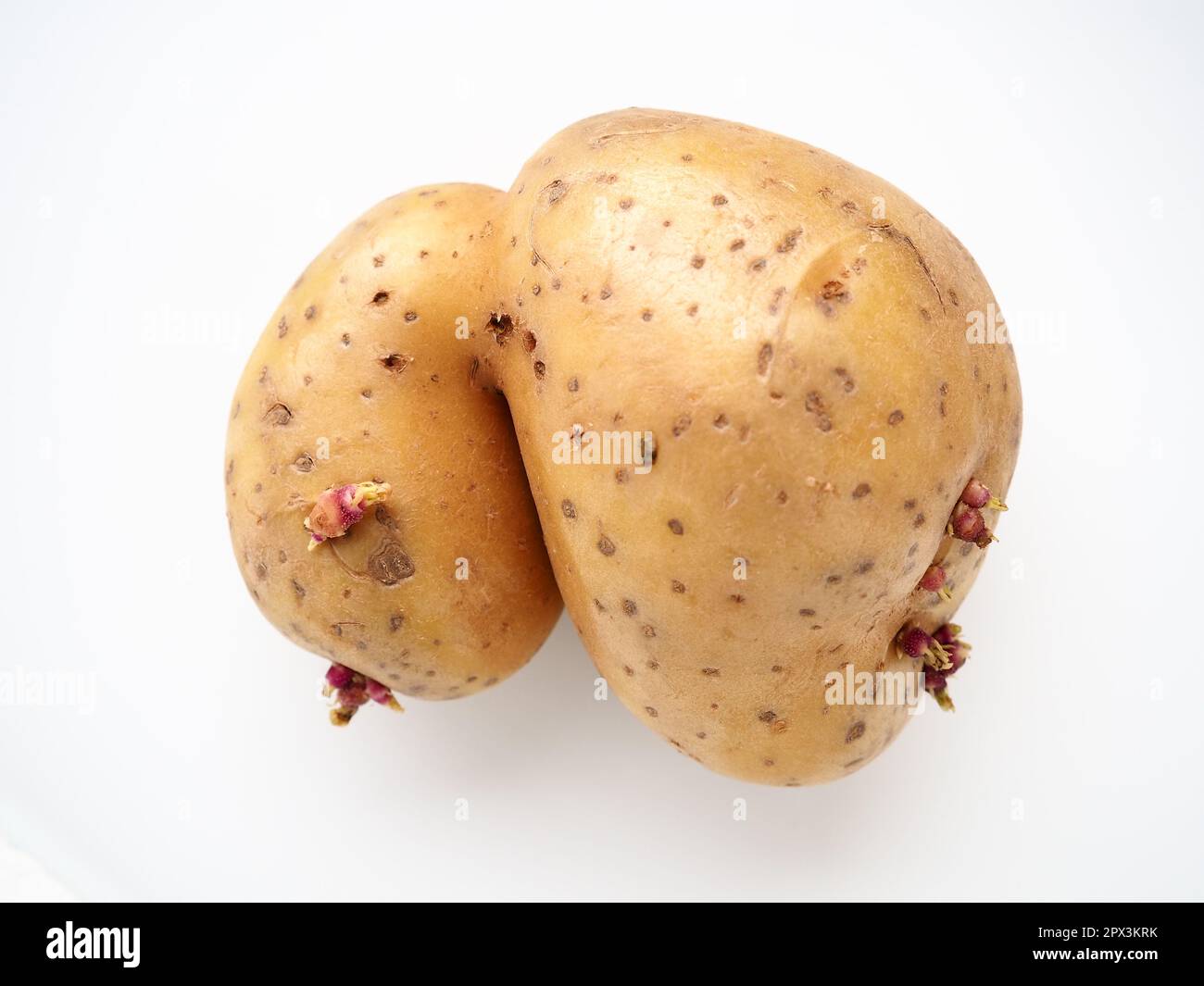 Ugly potatoes on white background. Unnormal vegetable, zero waste. Irregular shaped pratie spud ...