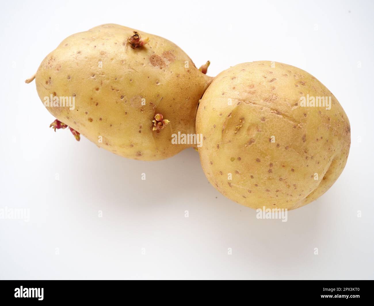 Ugly potatoes on white background. Unnormal vegetable, zero waste ...