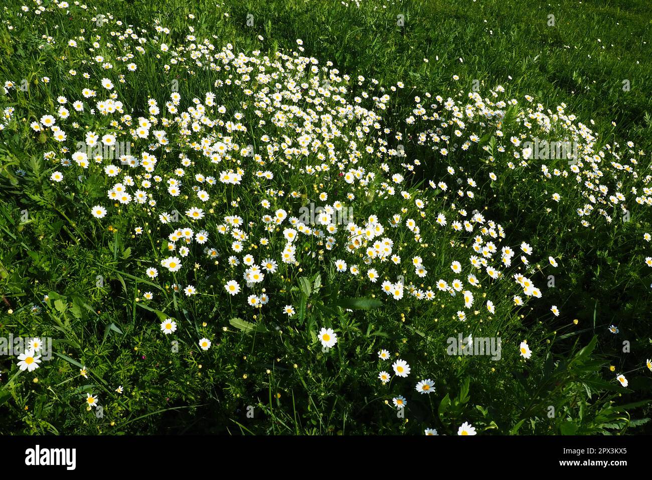 Daisies grow in the field. Matricaria chamomilla as a medicinal ...