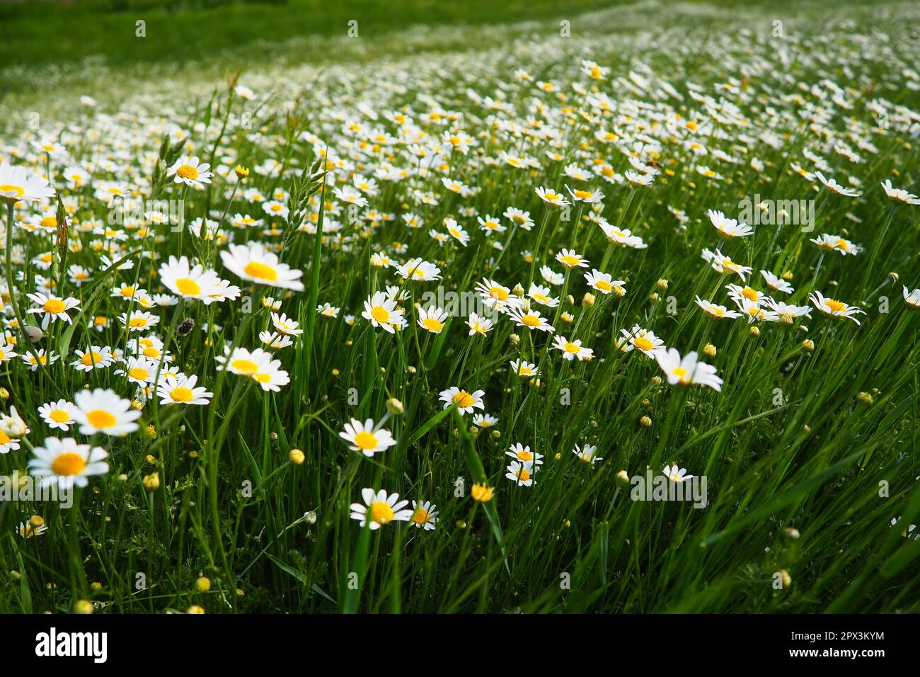 Daisies grow in the field. Matricaria chamomilla as a medicinal ...