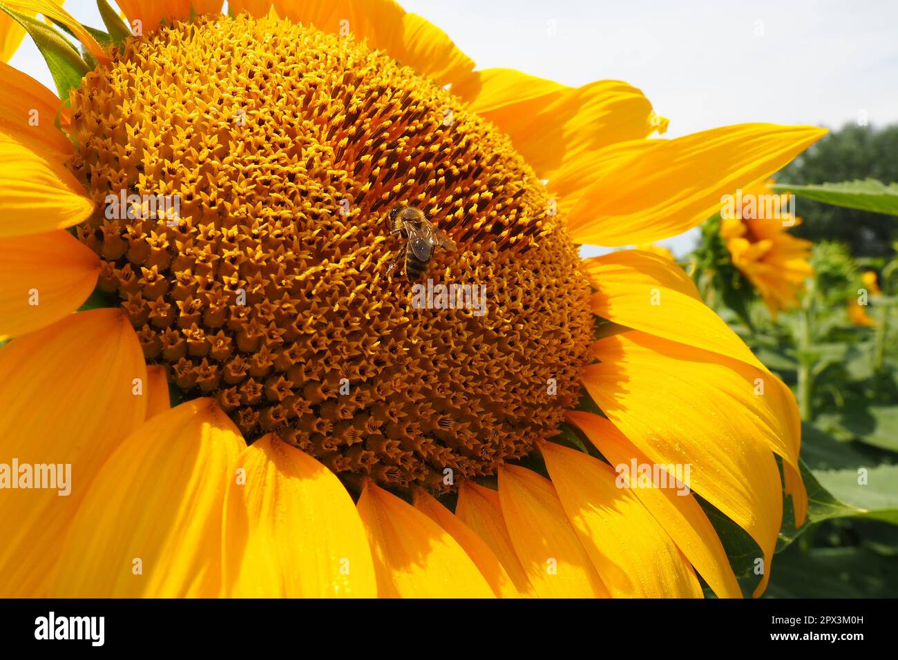 The Helianthus sunflower is a genus of plants in the Asteraceae family ...