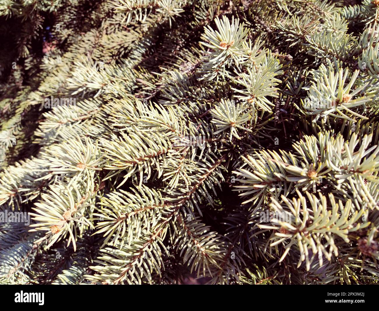 Family pinaceae hi-res stock photography and images - Alamy