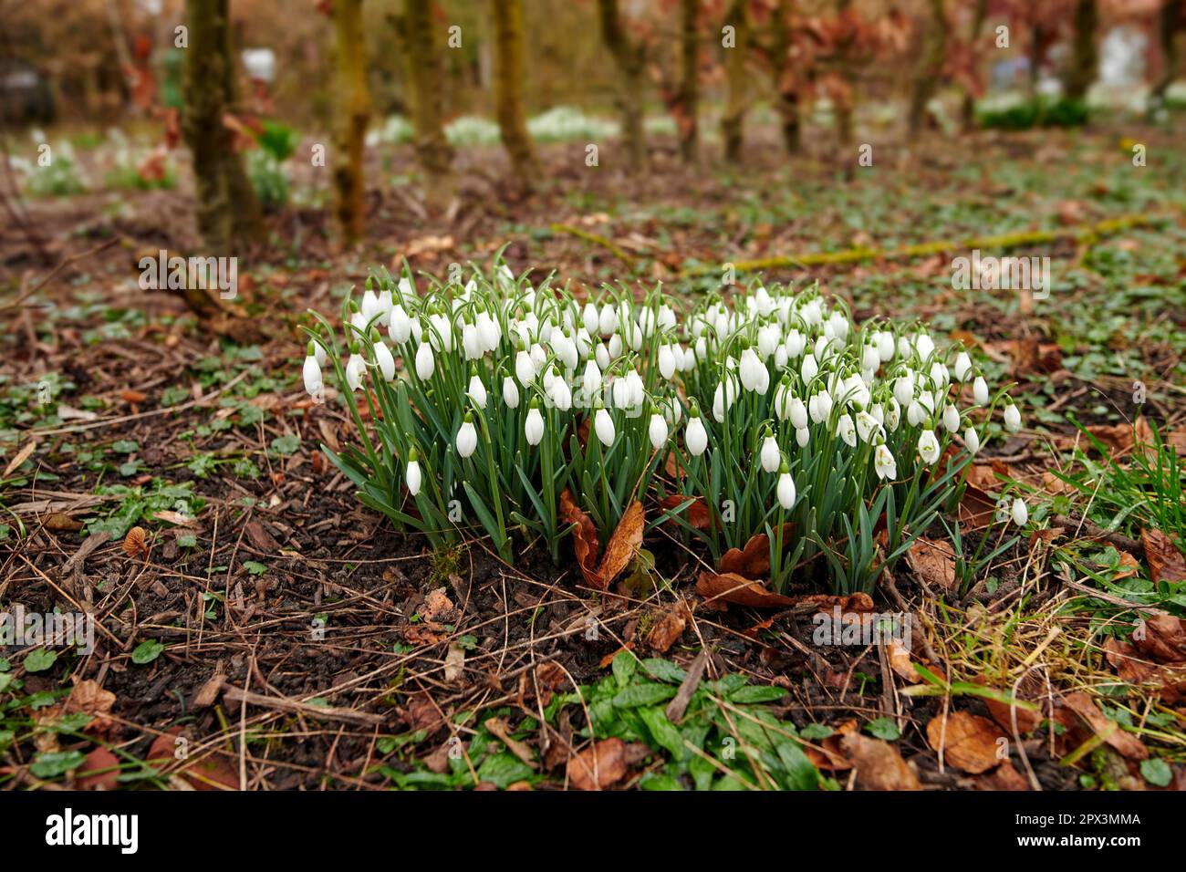 Thriving species hi-res stock photography and images - Alamy