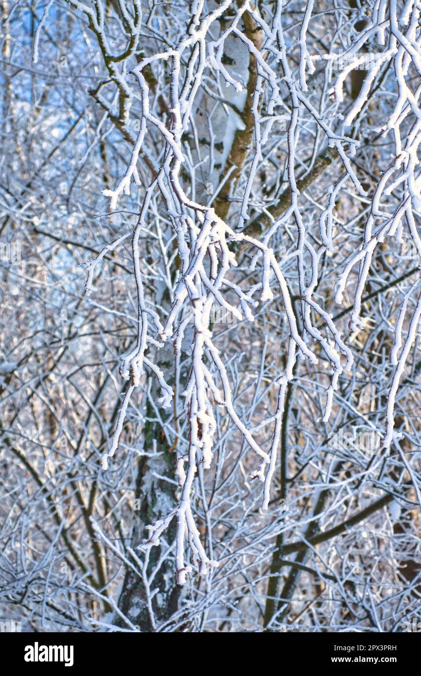 snowy birch forest on the outskirts of Berlin. Frost forms ice crystals ...