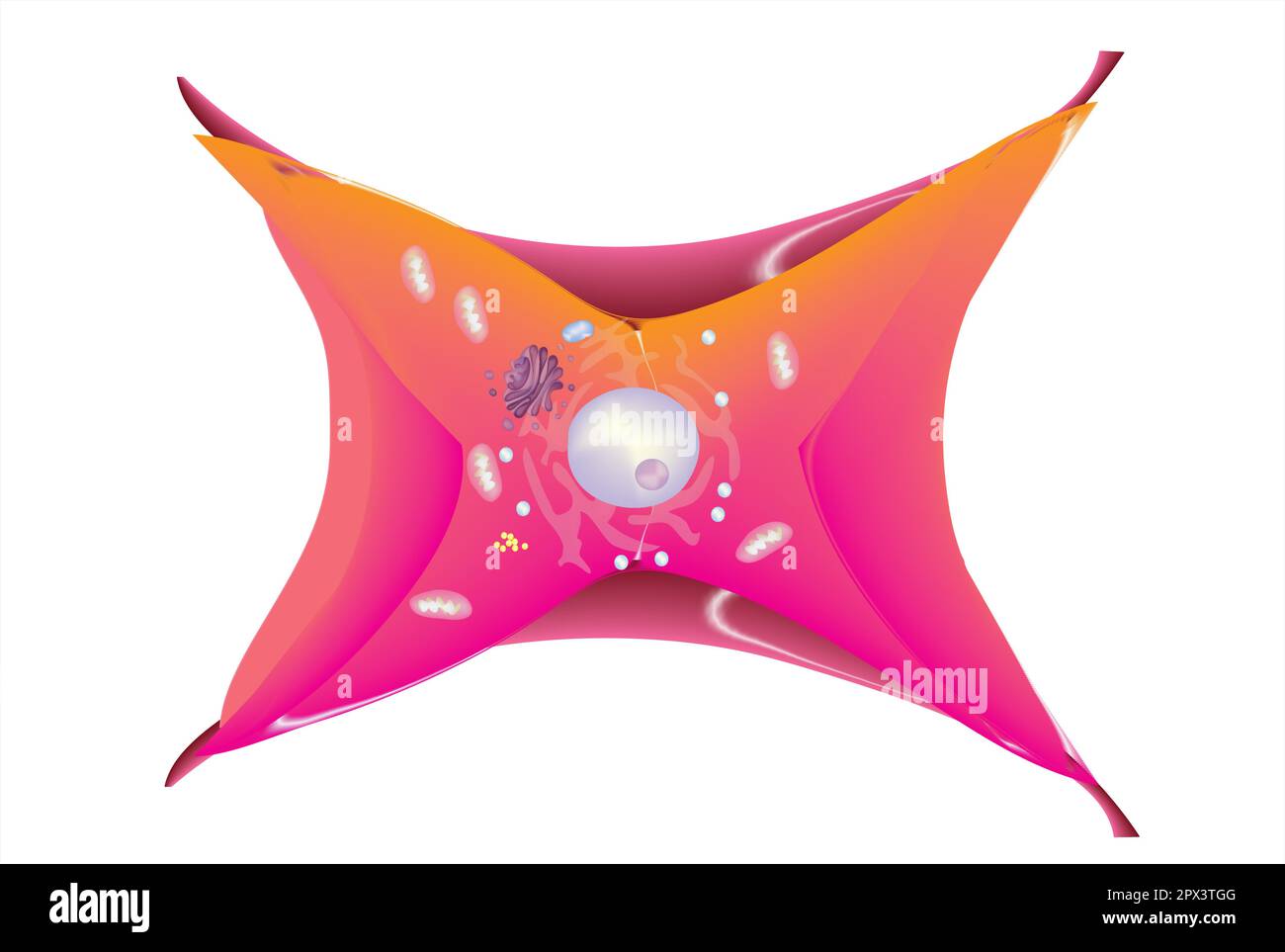 Fibroblast microscopy Stock Vector Images - Alamy