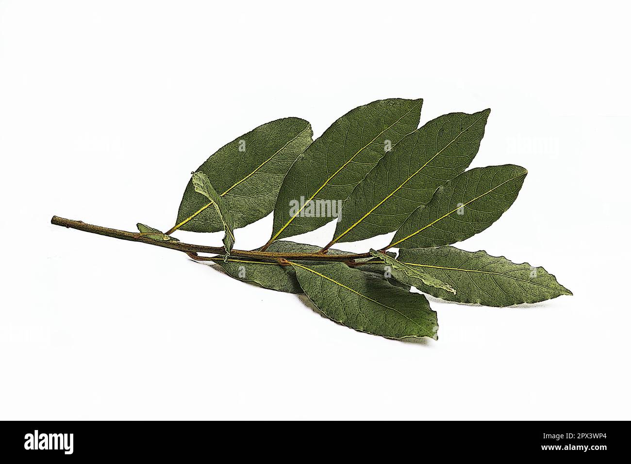 Bay leaf Aromatic leaf of Laurus nobilis on white background Stock ...