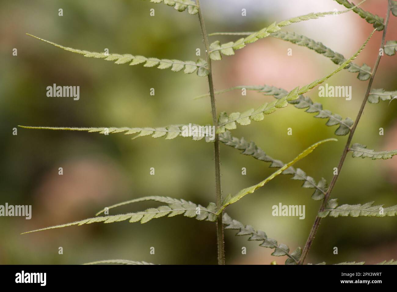 Plant vegetation foliage fern frond hi-res stock photography and images ...