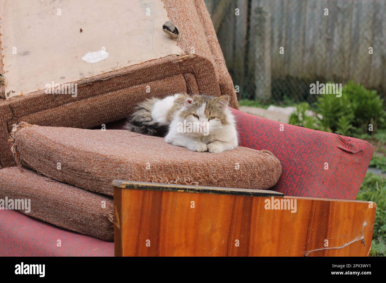 Cat ear broken pet hi-res stock photography and images - Alamy