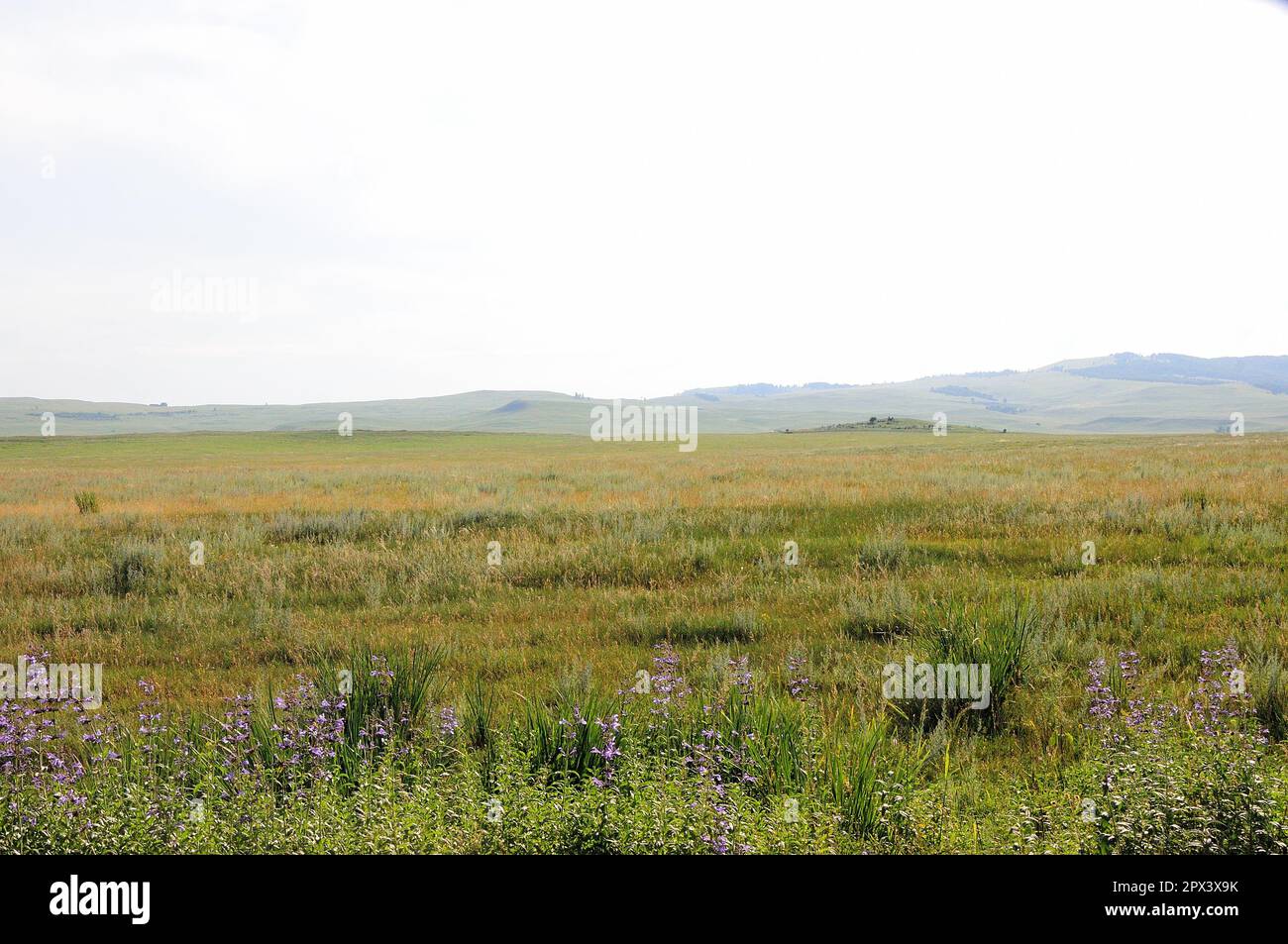 Hilly steppe with tall grass and tall bushes with blue flowers at the foot of a ridge of high ...