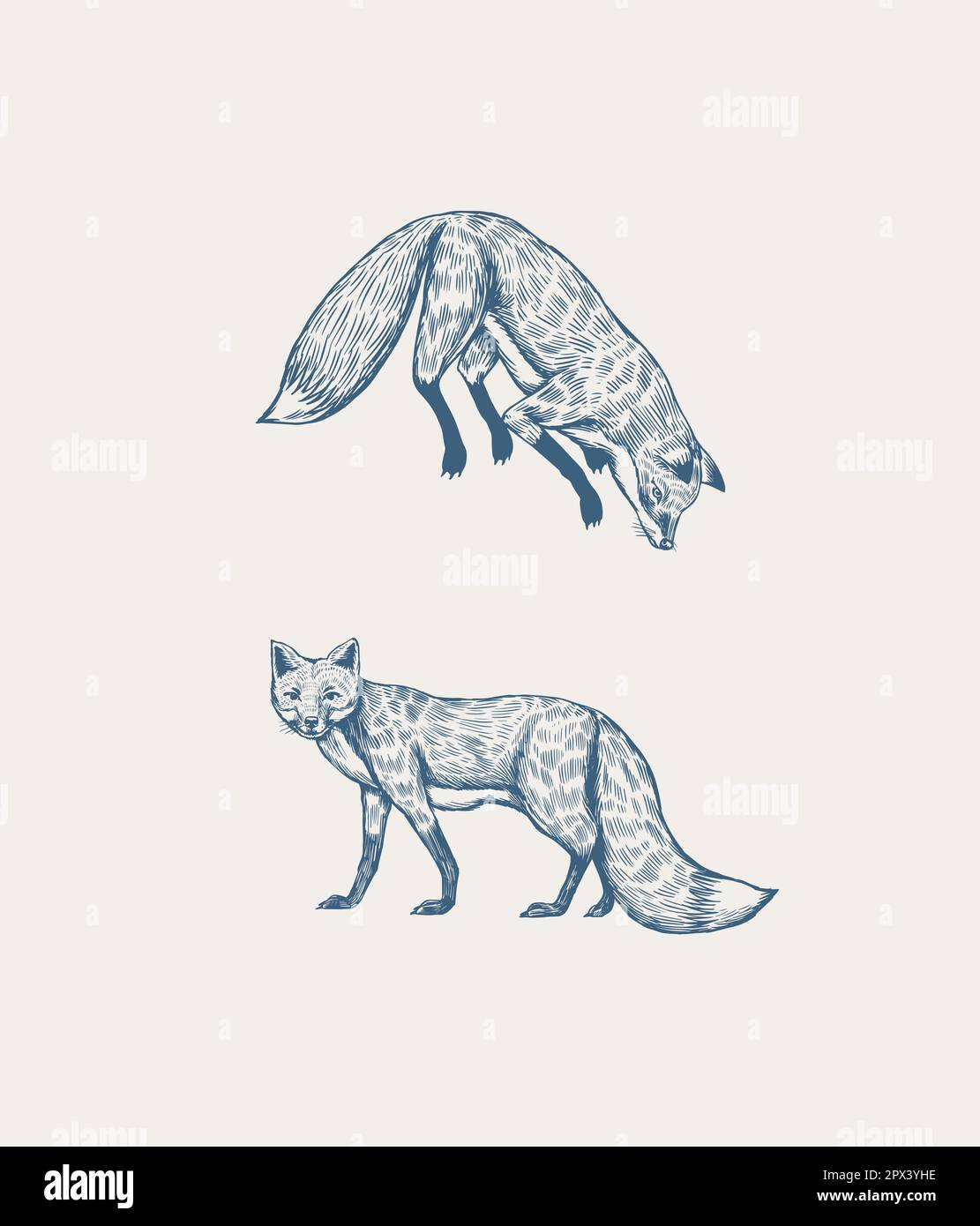 Wild red fox set. Forest ginger animal flying and jumping. Vector ...
